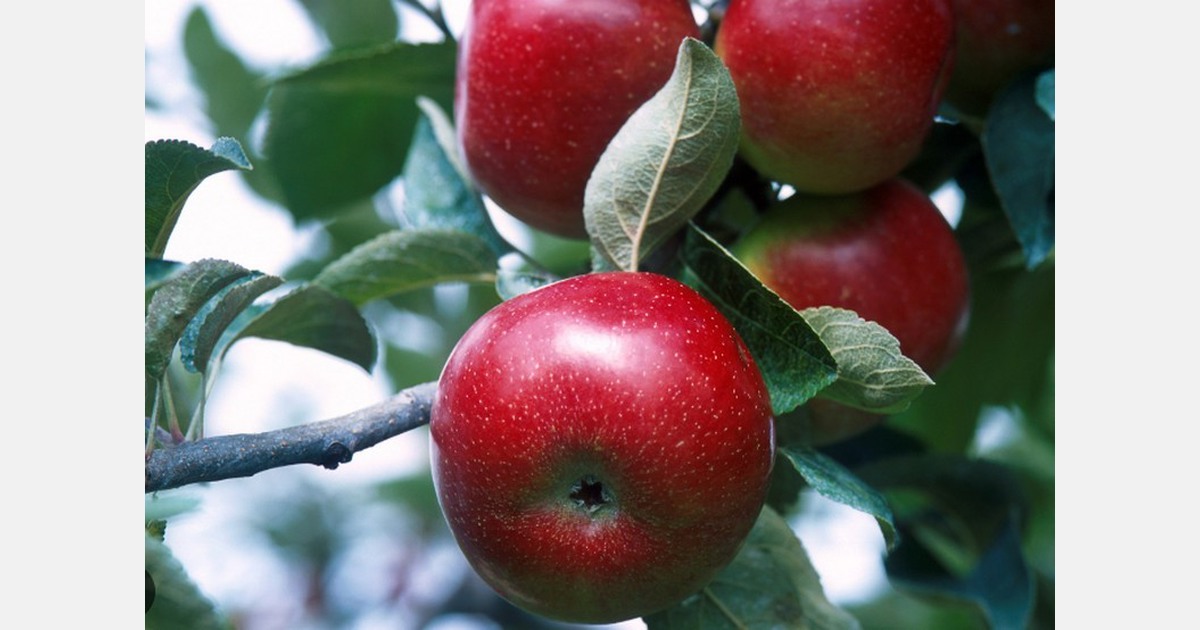 Nova Scotia tree fruit growers reassured following Tropical Storm Lee