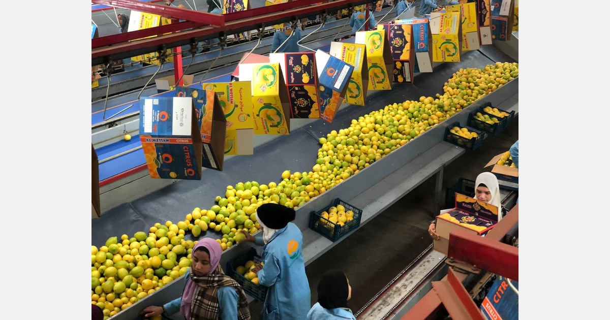 Egyptian lemons coming soon