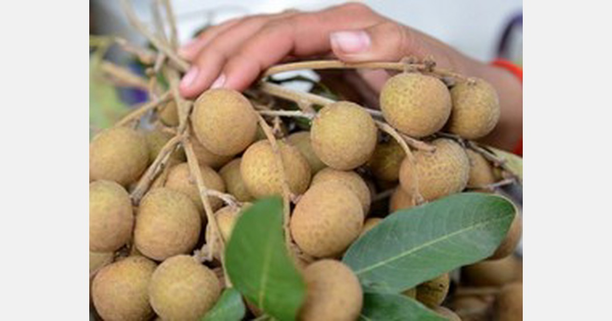Cambodian longan exports to China amount to 8,118 tons