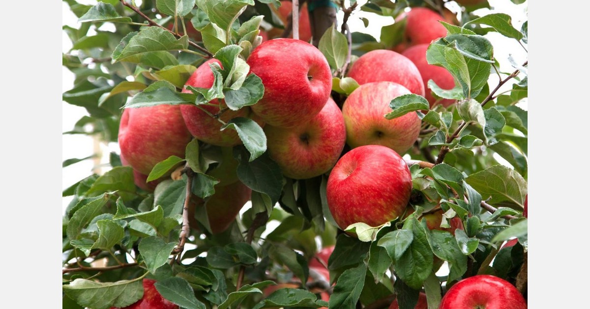 Washington anticipates 130 million boxes of apples this season