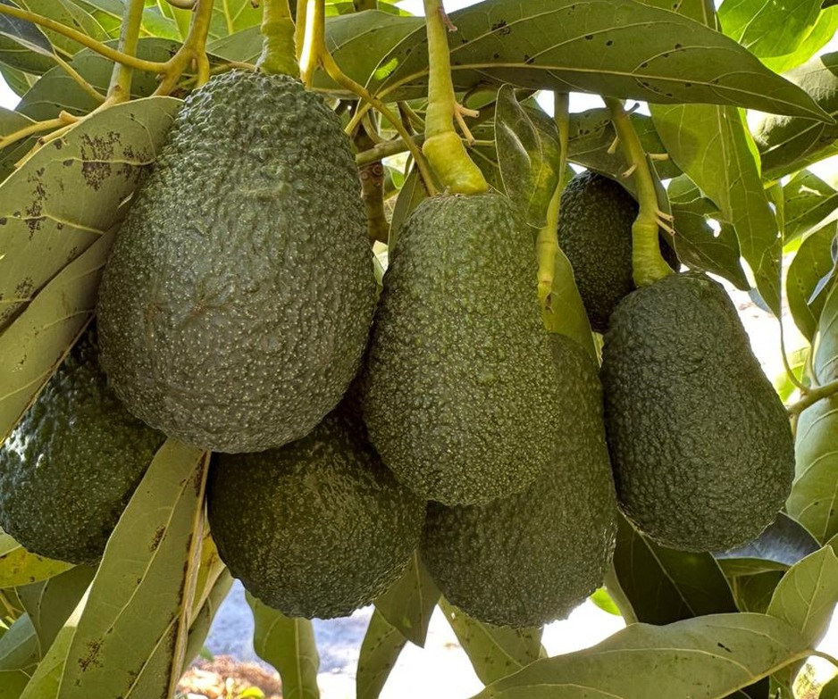 Lebanese trial with early, grafted Hass looks promising