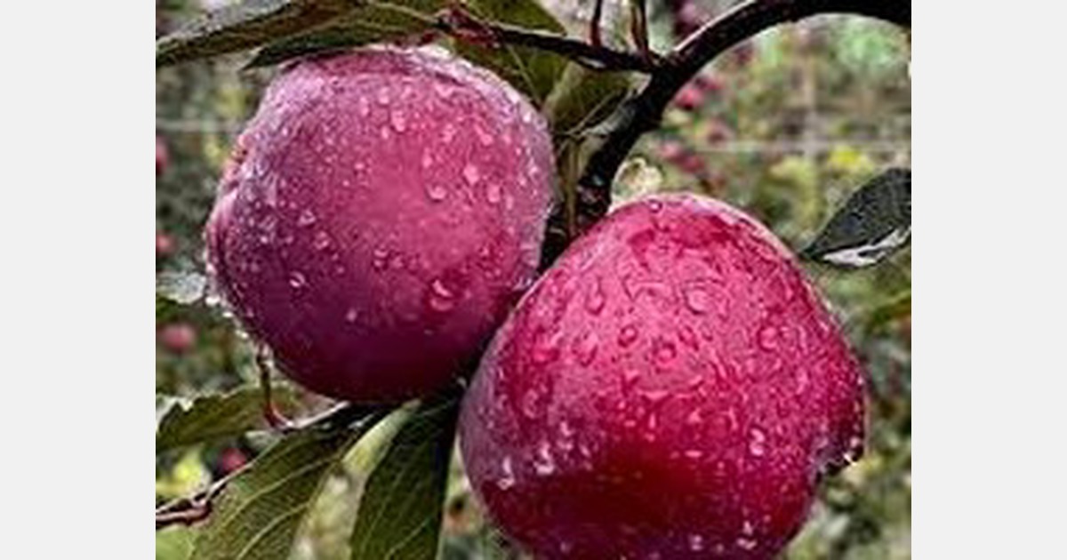 This weekend's rains welcomed by Shopian apple farmers