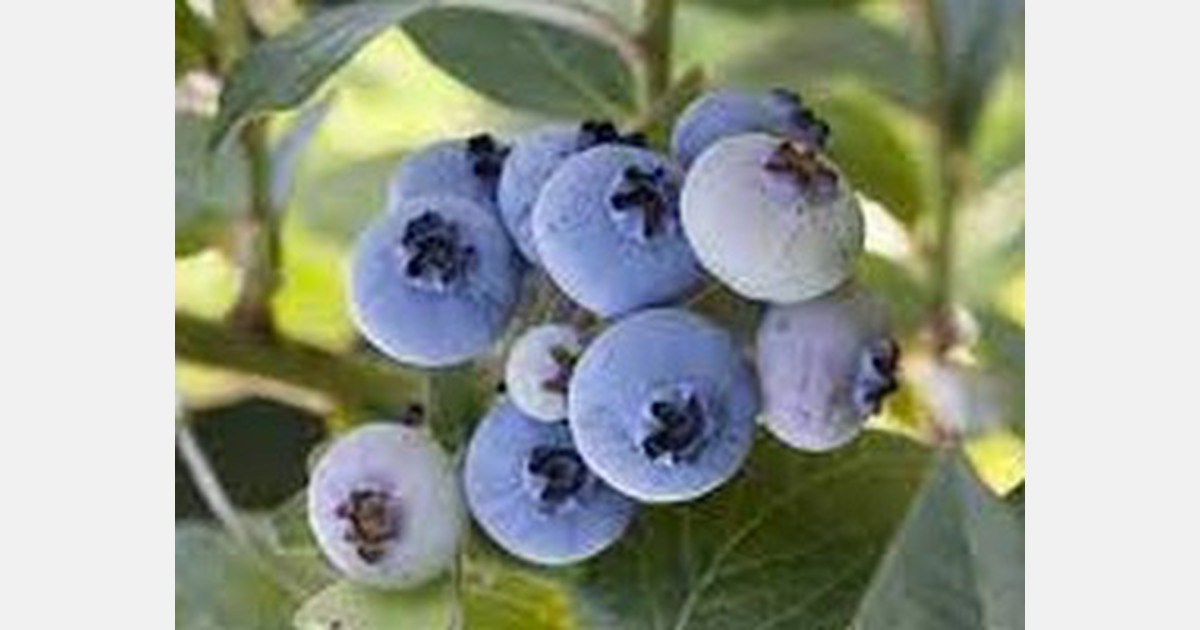 Morocco wants to exceed 100,000 tons in blueberry exports