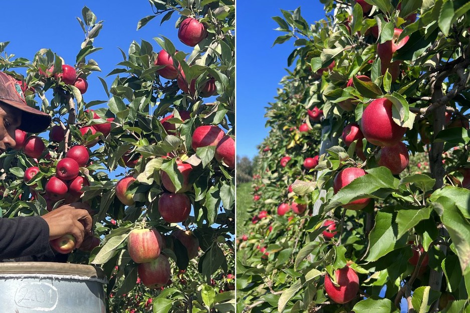 SnapDragon apple harvest promising despite weather challenges