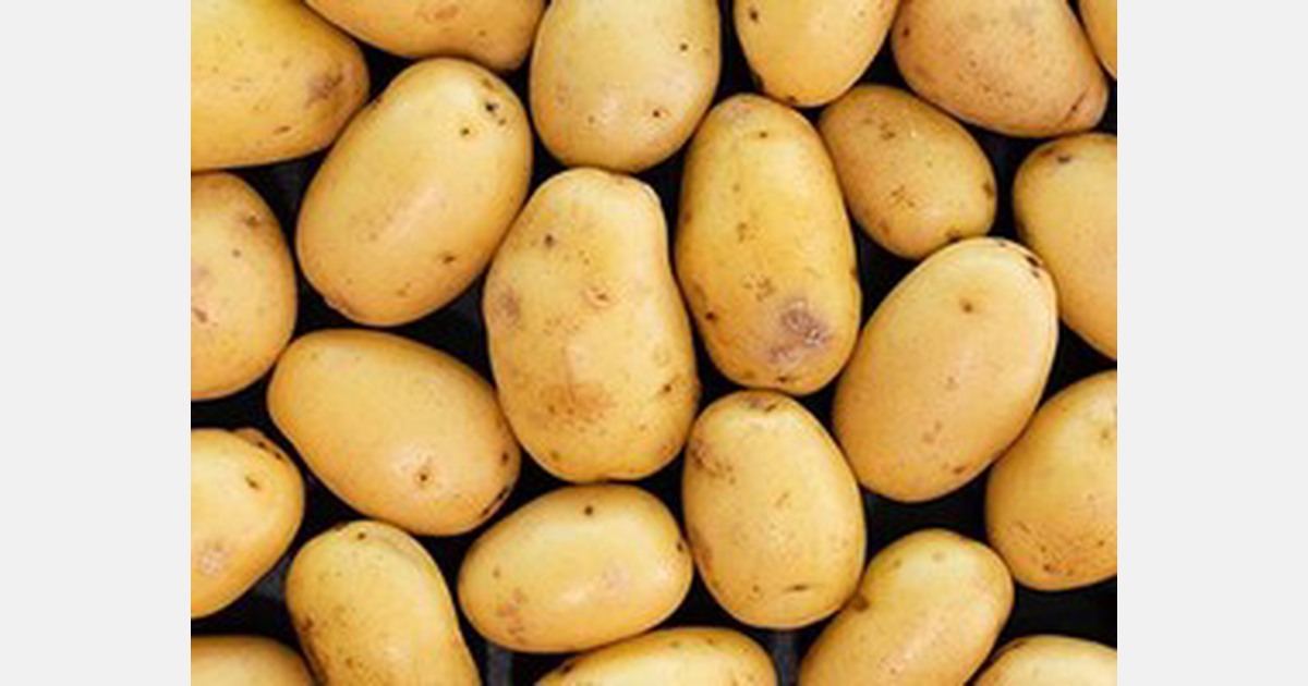 P.E.I. potato farmers fear summer rain might impact harvest