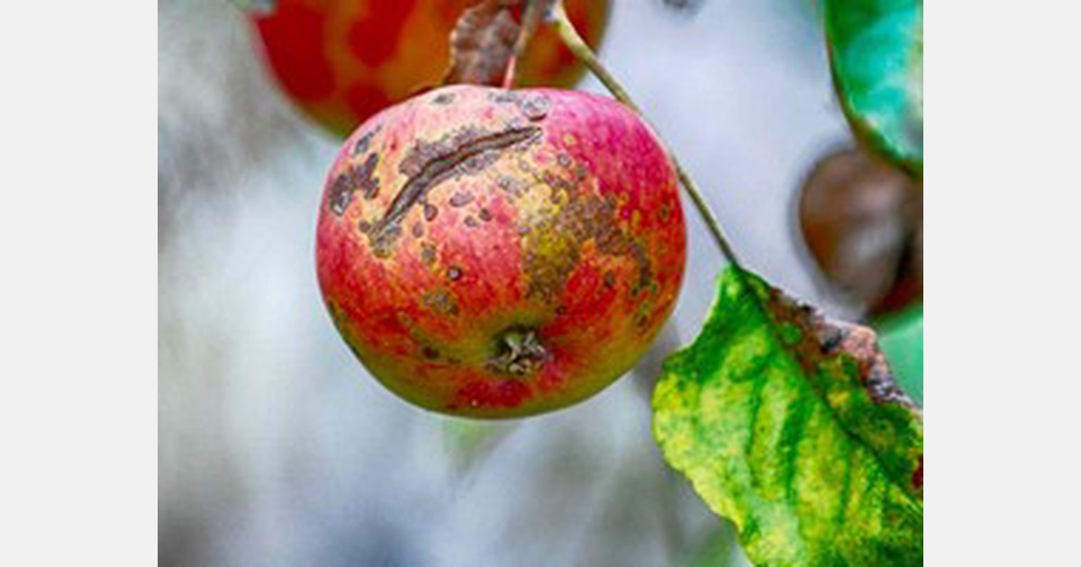 Kashmir apple growers might face heavy losses