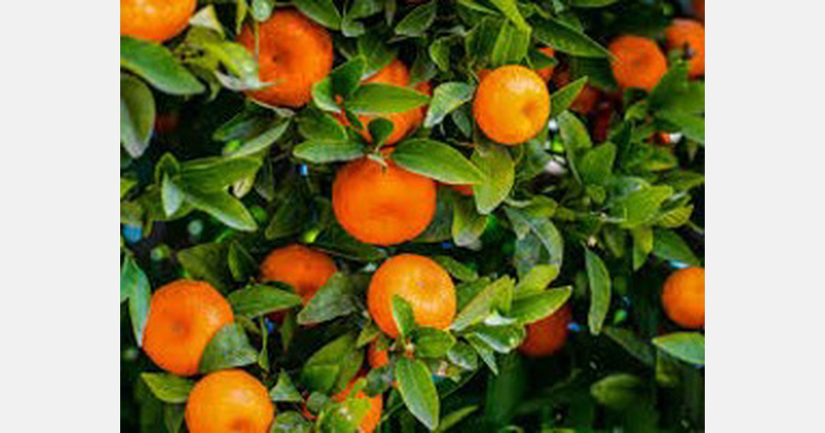 Mandarins continue to grow in popularity and plantings in California