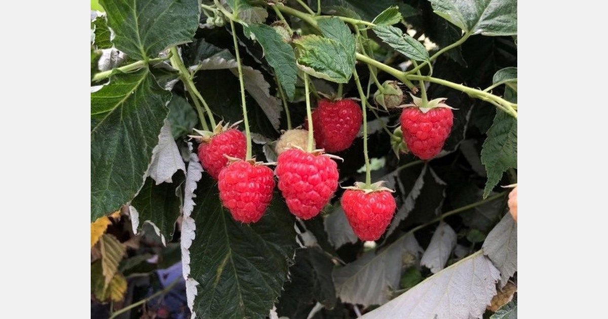 Dry growing season helps Mexican raspberry quality