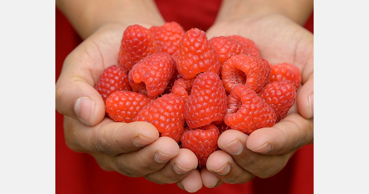Premium European raspberry production and supply programme to be launched