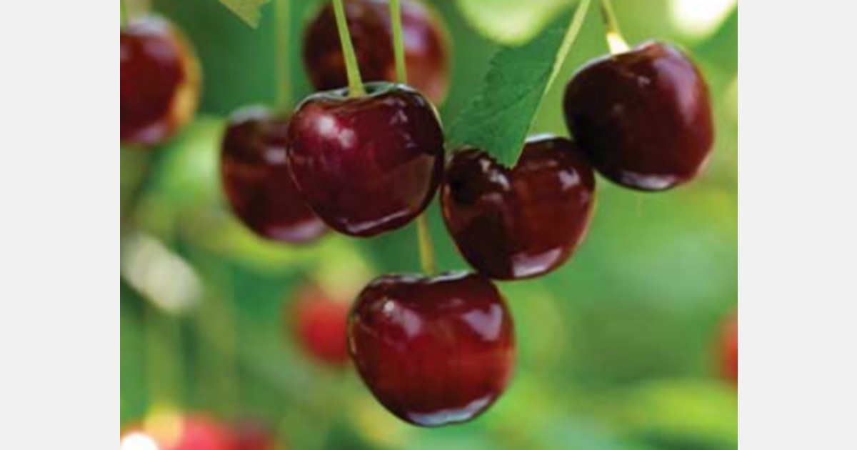 Potential earlier start to Chilean cherry season