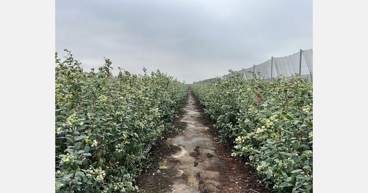 "We are seeing a significant, direct impact on Peru's blueberry production"