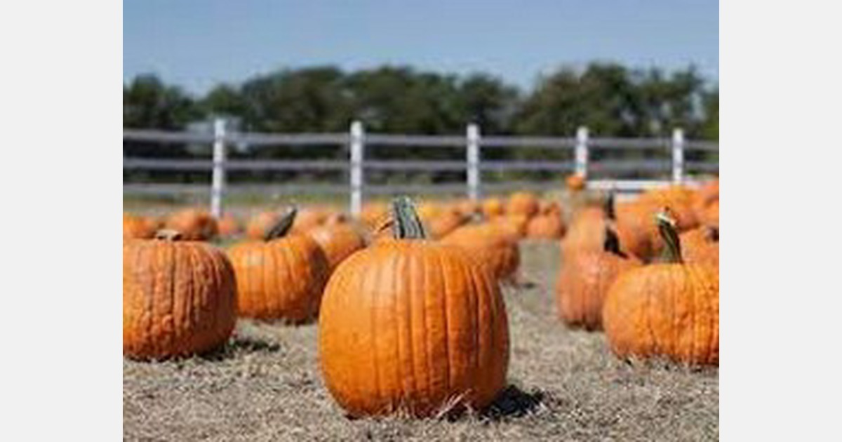 Texas pumpkin yields negatively affected by heat and drought