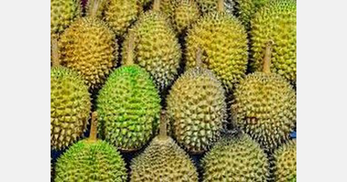 Davao City to export over 5,000 tons of durians in 2023 so far