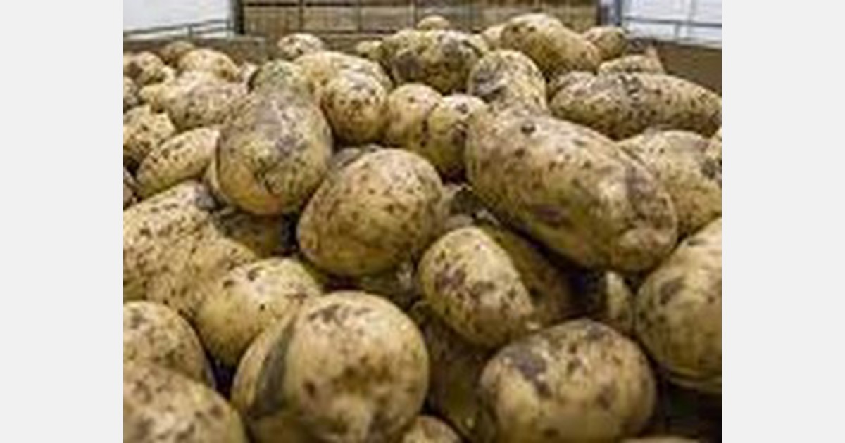 DormFresh tries to establish if there's a link between DMN and potato ...