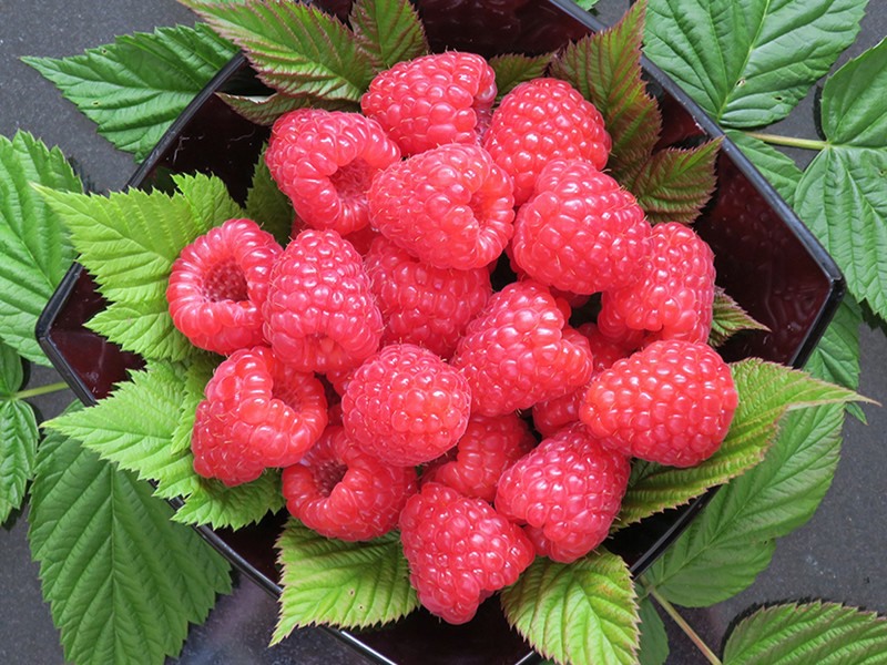 Anglo-Mexican collaboration launches Malling raspberry varieties in Mexico