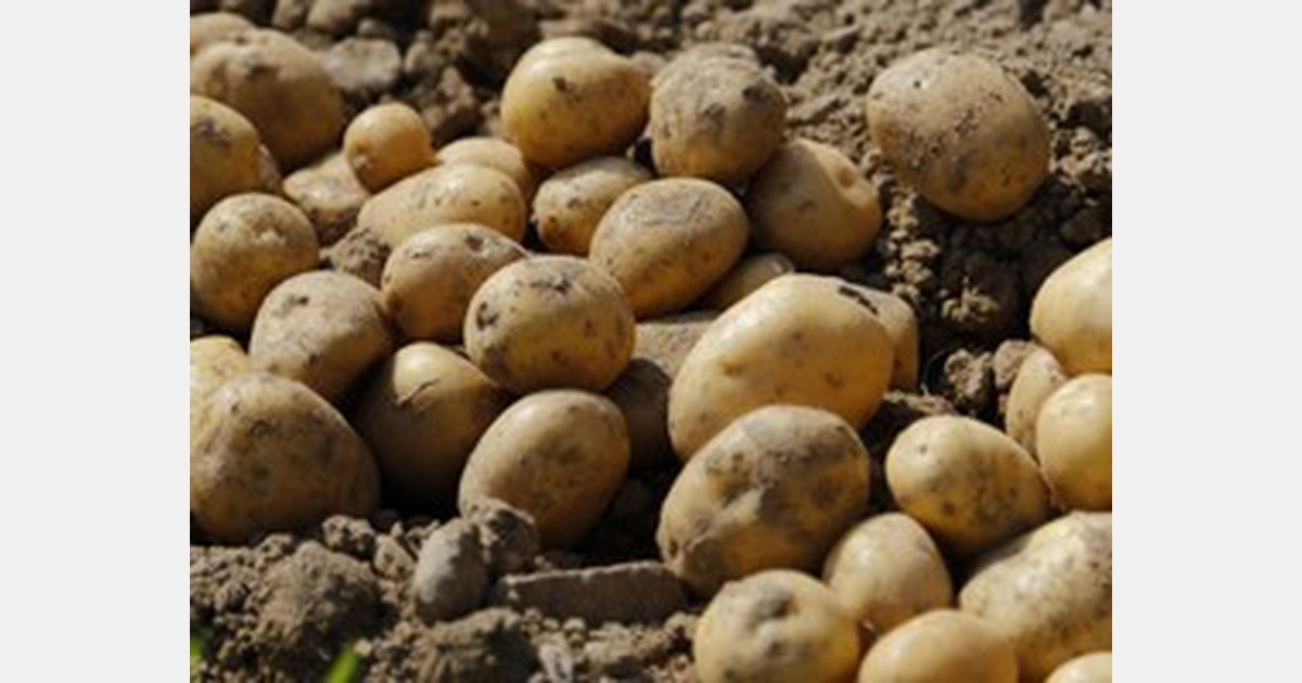 International project underway to develop late blight-resistant potato ...