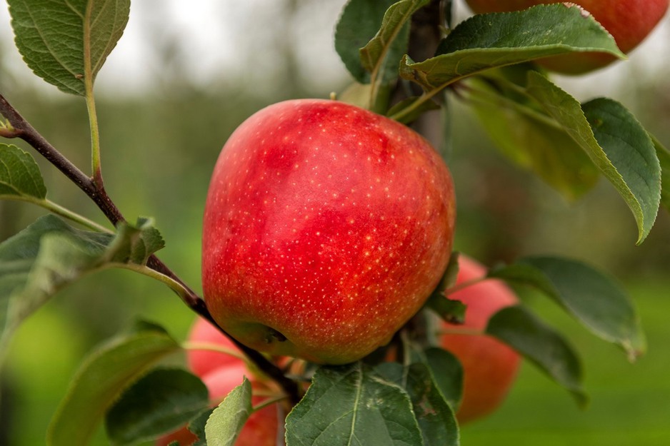 New brand concept "Sprizzle®" launched: The optimistic apple that ...