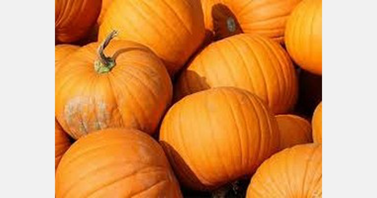 Heat and drought affect Texas pumpkin yields