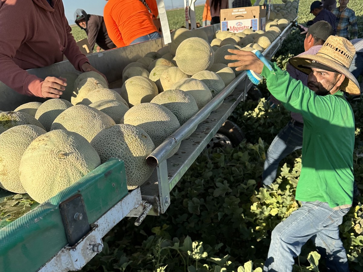 Less acreage but clean fall melon crop in Yuma