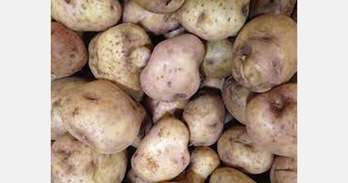 North Dakota and Minnesota farmers faced with average potato crop