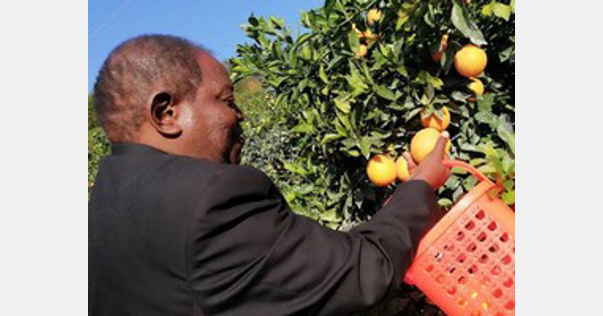 In Zimbabwe’s Beitbridge district, conditions are ideal for citrus