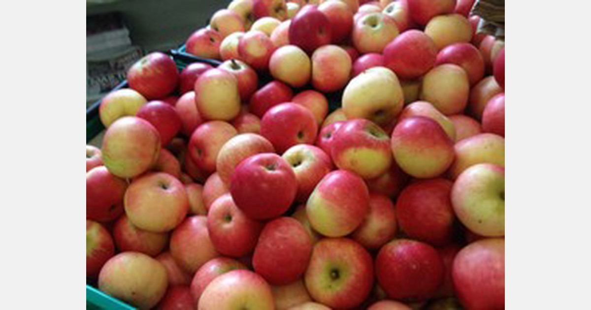 Teagasc has established new apple research orchard in Carlow