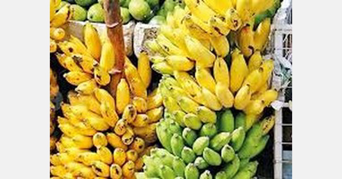 Successful banana and mango cultivation in Jaffna, Sri Lanka