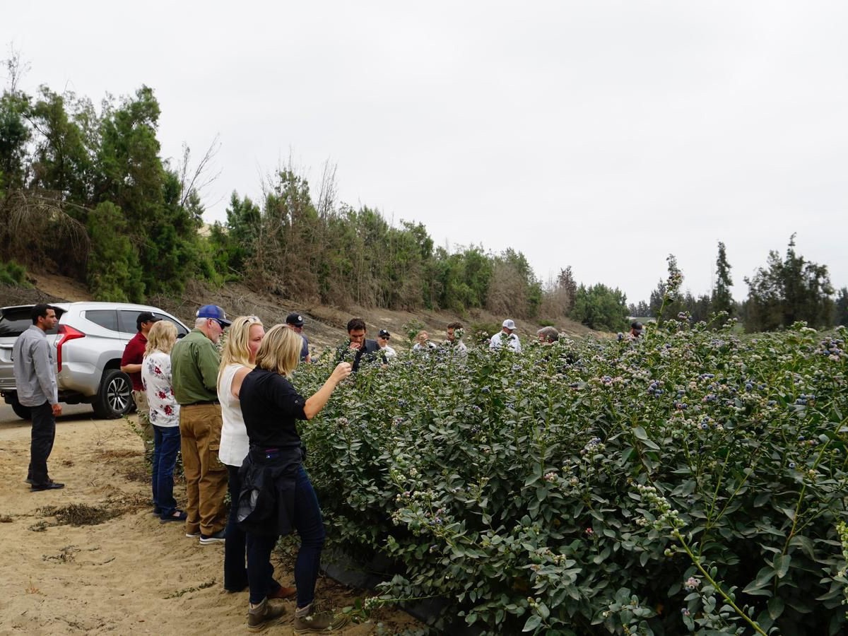 Big drop in Peru’s blueberry volumes balanced by higher prices