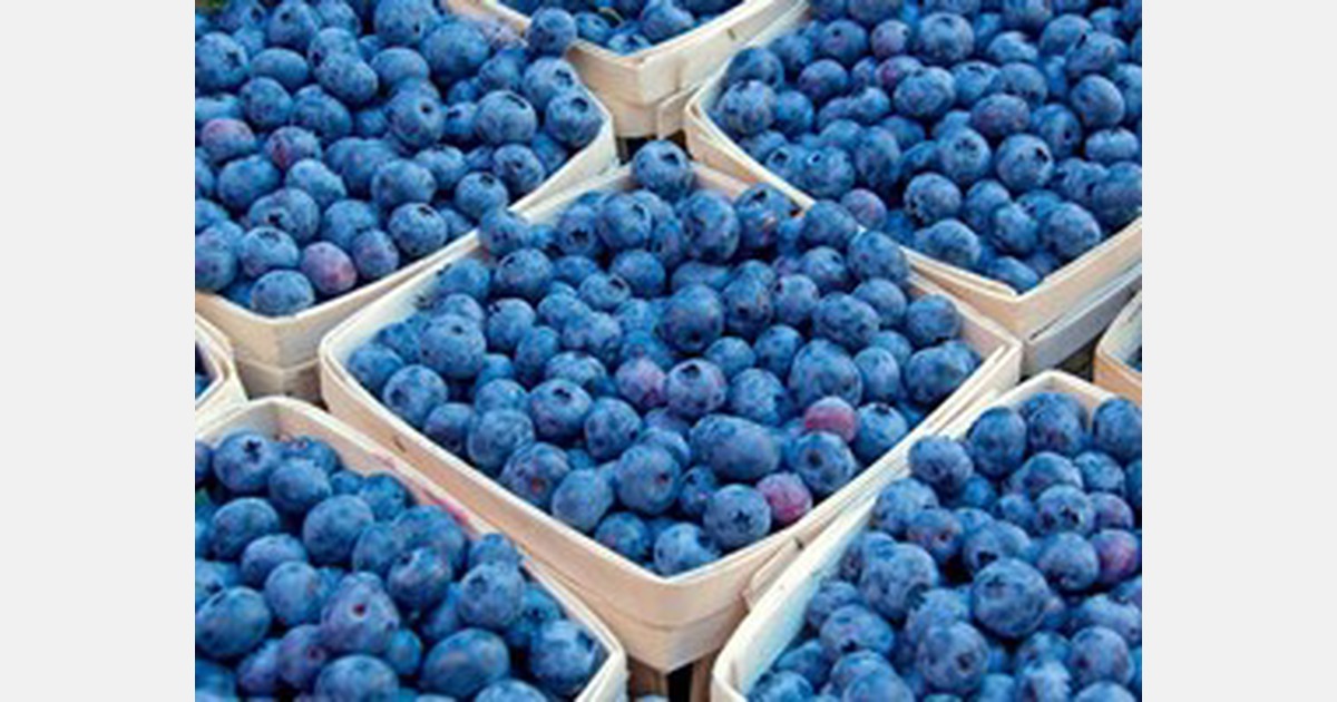 Ukrainian blueberries continue their expansion in the EU