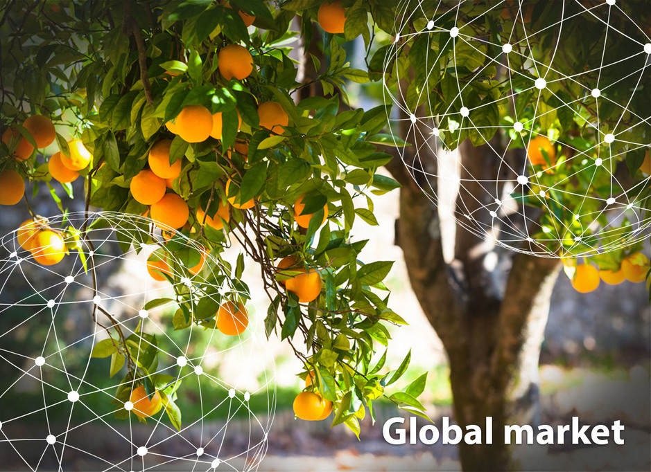 GLOBAL MARKET OVERVIEW ORANGES