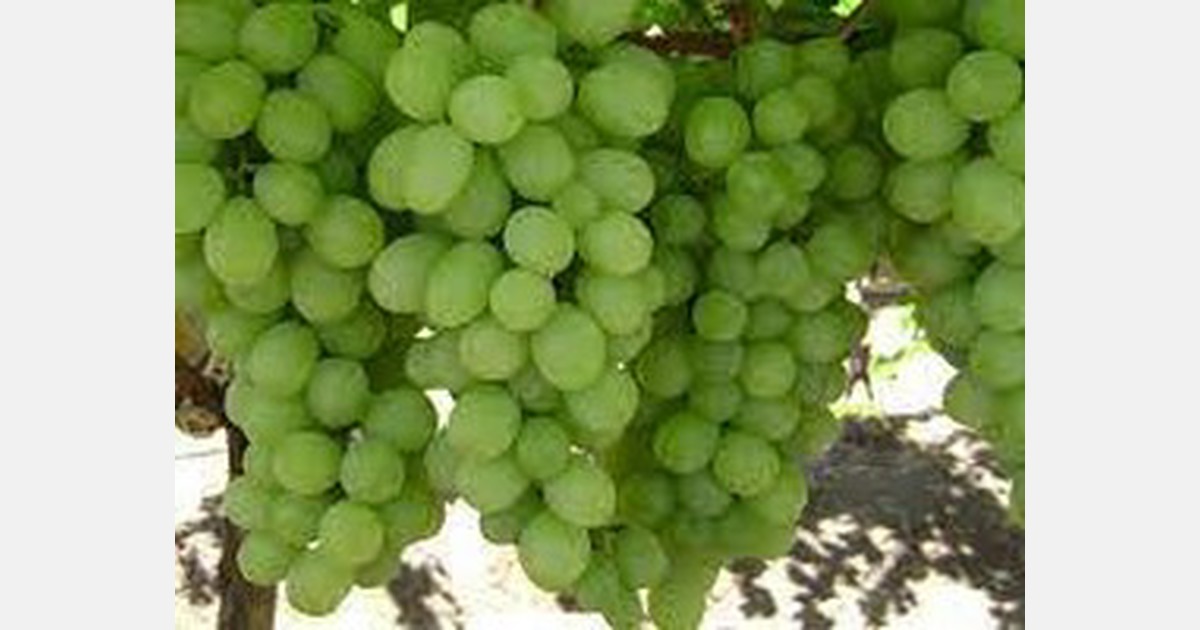 Total of 198,117 packages of Autumn Royal grapes in California cold ...