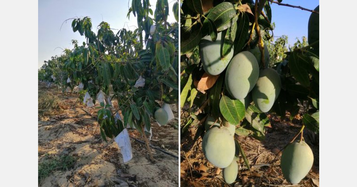 "Egyptian mango prices will continue to rise until the end of the season"