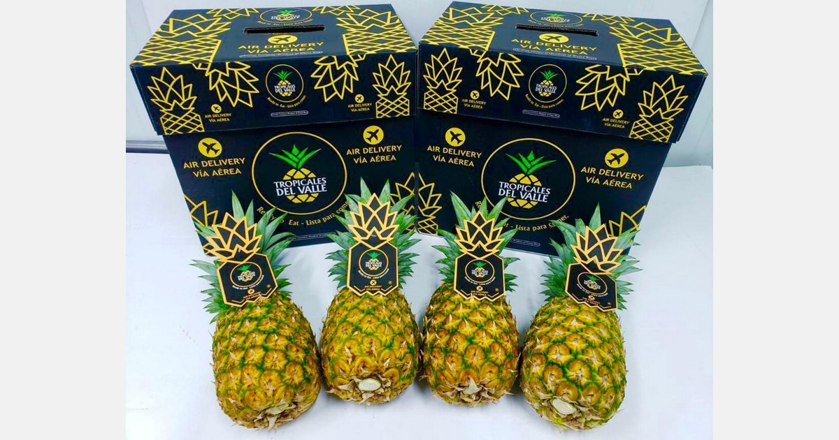 Costa Rica increasing pineapple export volumes after dip in production