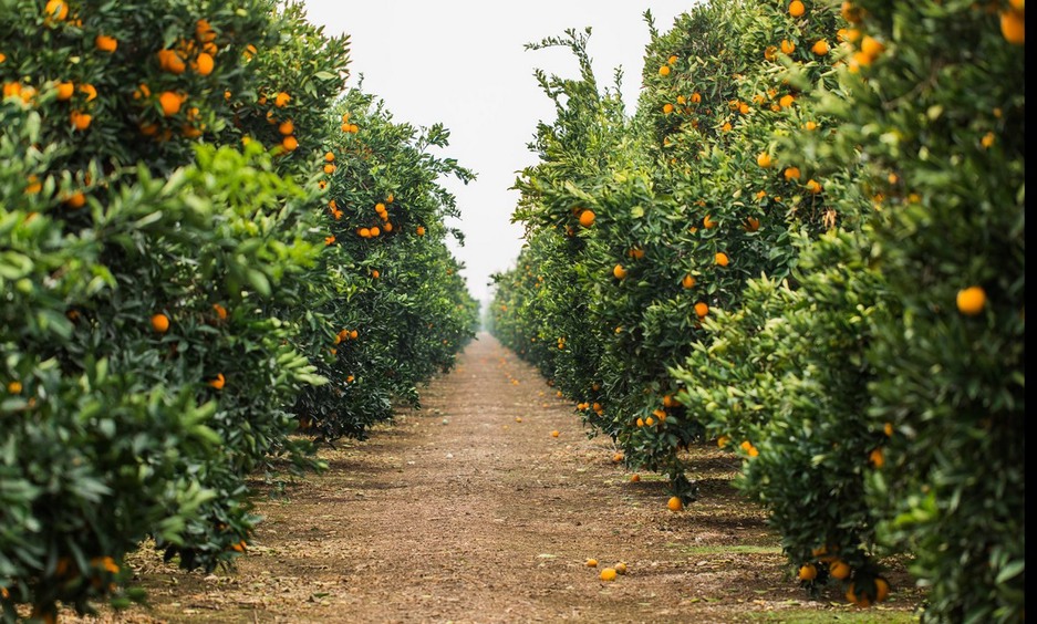 Better sizing coming on California oranges