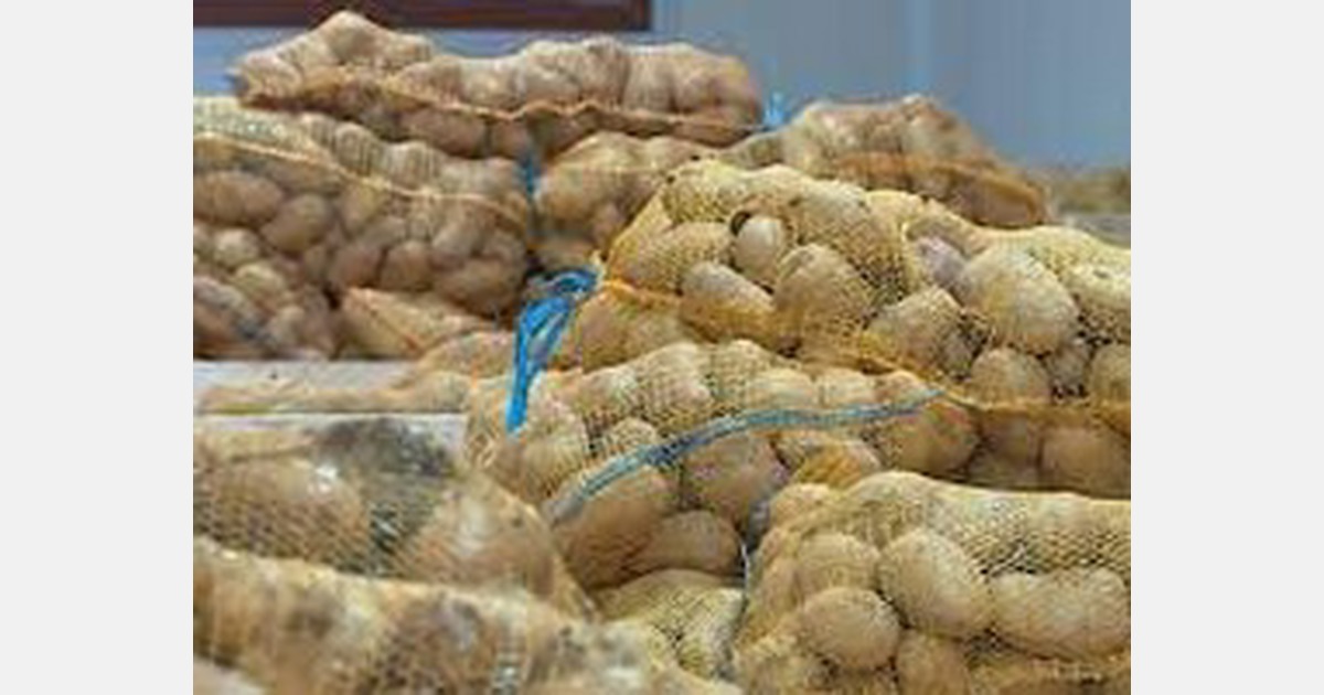 Kurdistan Region: 250 tons of potatoes to be exported to Saudi Arabia