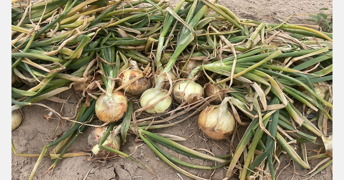 Tighter supply on larger Peruvian sweet onions