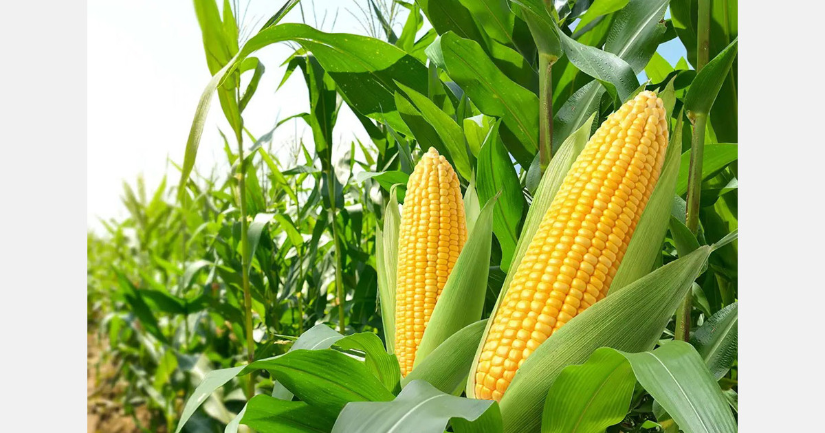 Philippine corn crop most at risk from climate change according to ...