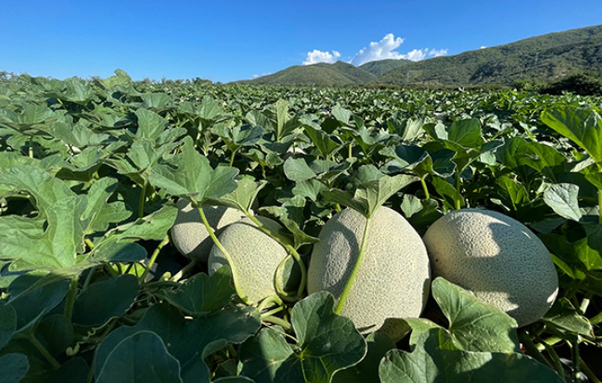 Melon pricing becoming more movement-friendly