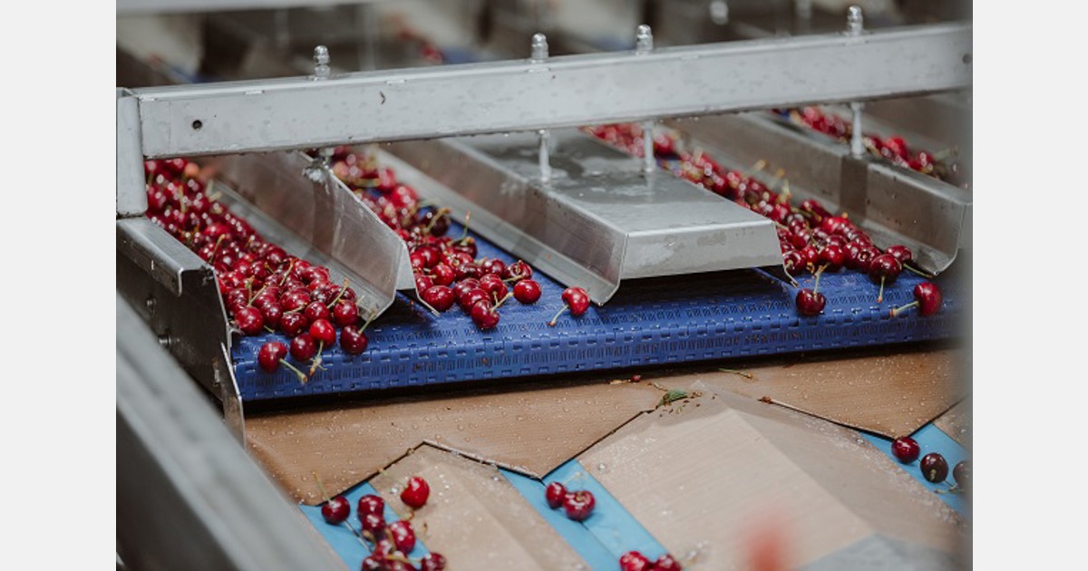 Cherry exports start next week from a slightly lighter crop