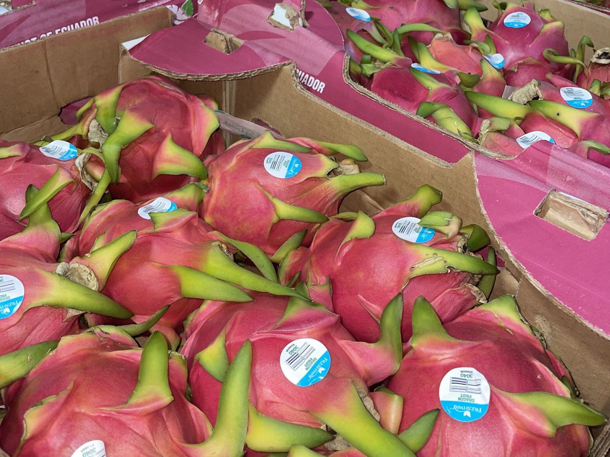 Will dragon fruit become a tropical substitute for mangos this season?