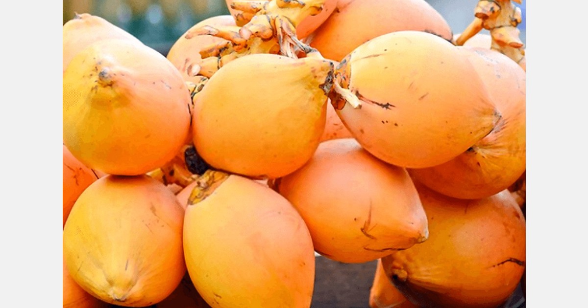 Sri Lankans want to set up model village for export of king coconuts