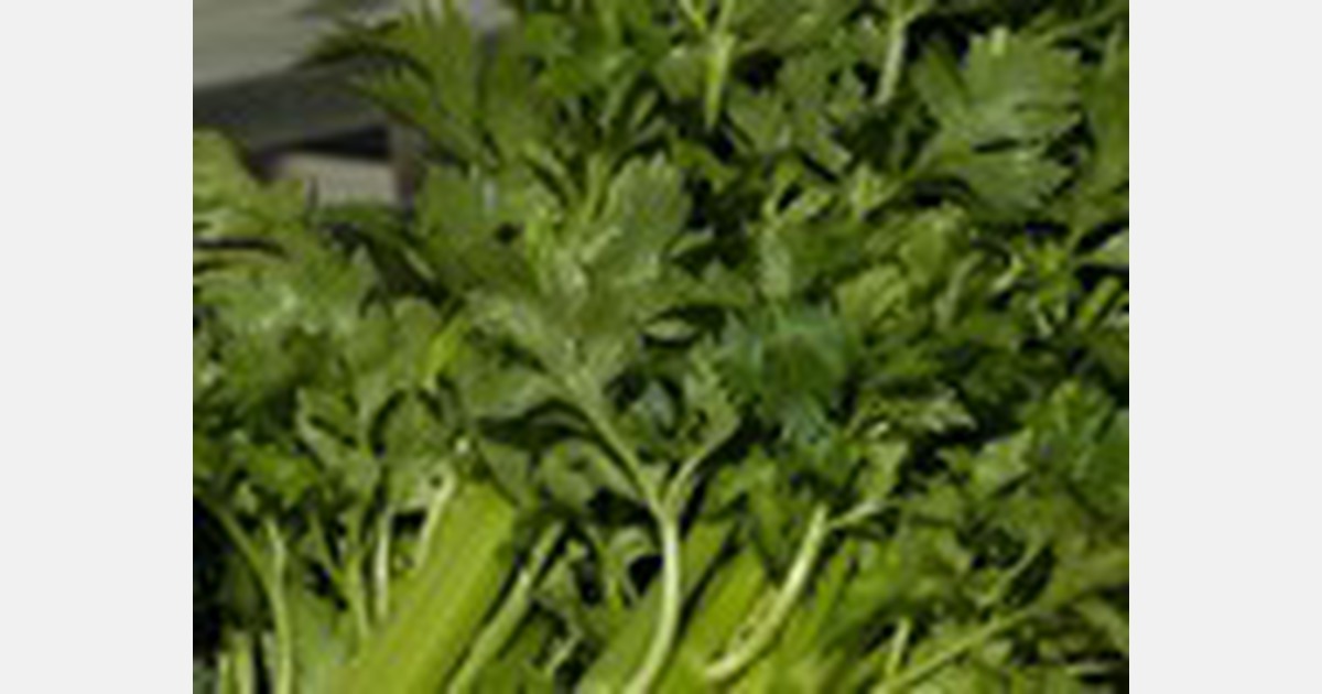 Celery prices picking up ahead of Thanksgiving