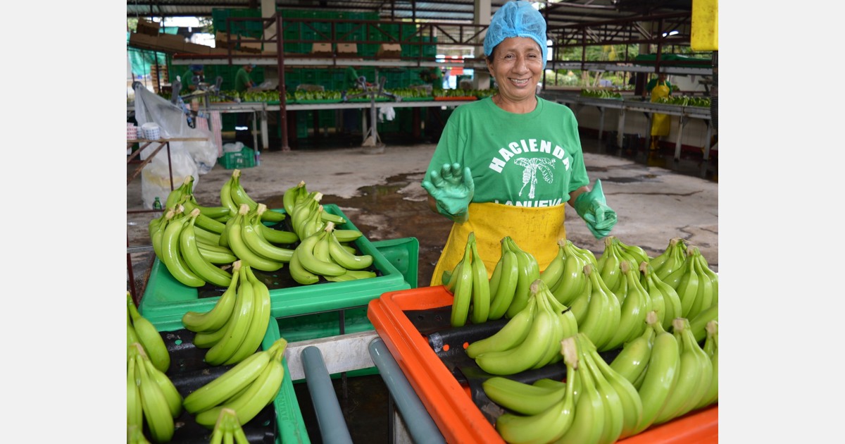 Minimum 2024 support price for box of bananas set at $6.85 in Ecuador