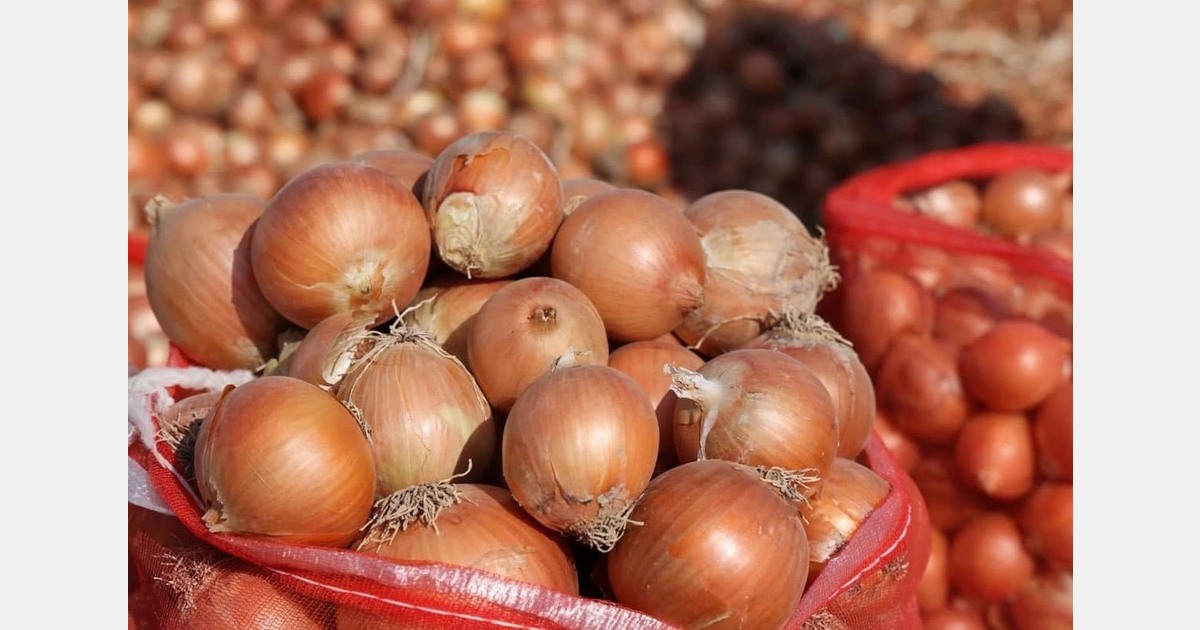 Positive trend in high quality onion prices has emerged in Ukraine