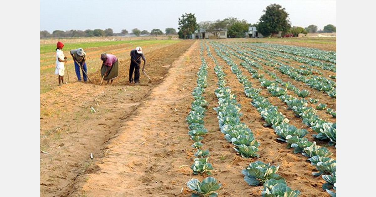 Agronomic board revises horticulture imports Namibia