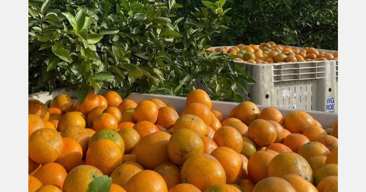 Early cold spells help boost Florida tangerine Brix levels