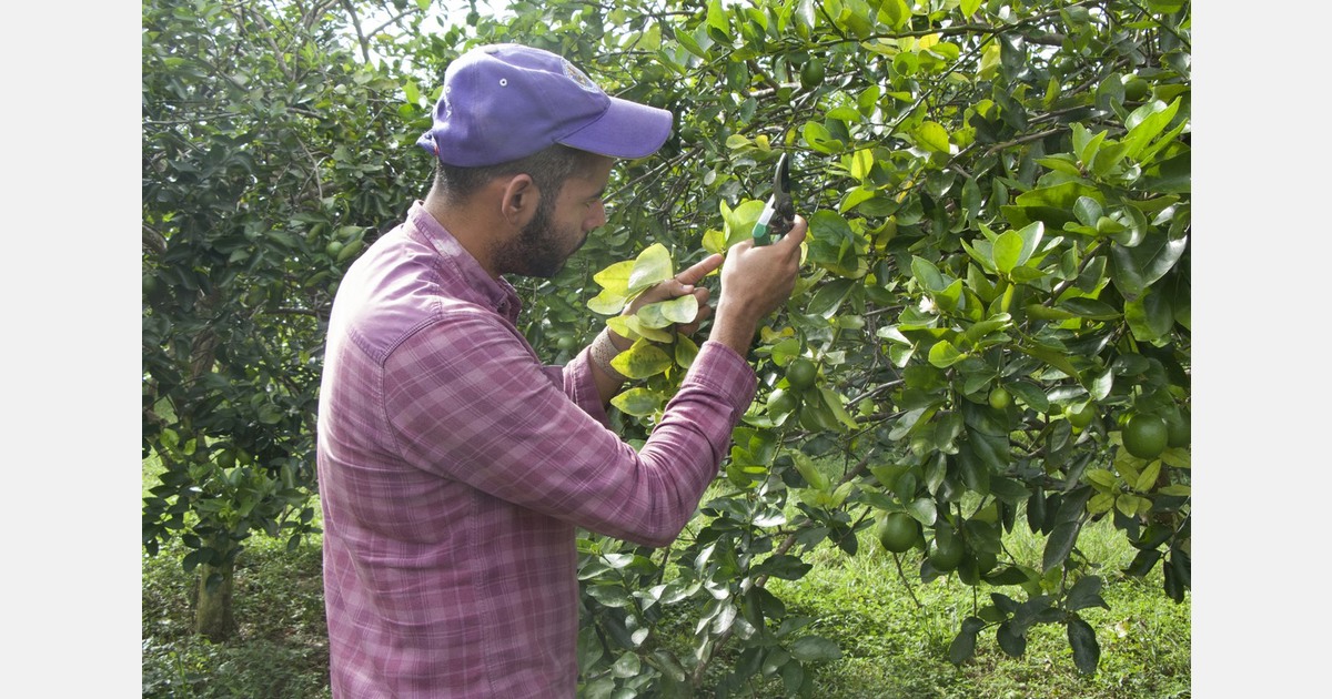 UF hopes to speed solutions to citrus greening and other crop diseases ...