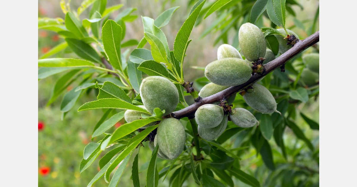 US almond growers have been combating pests and diseases