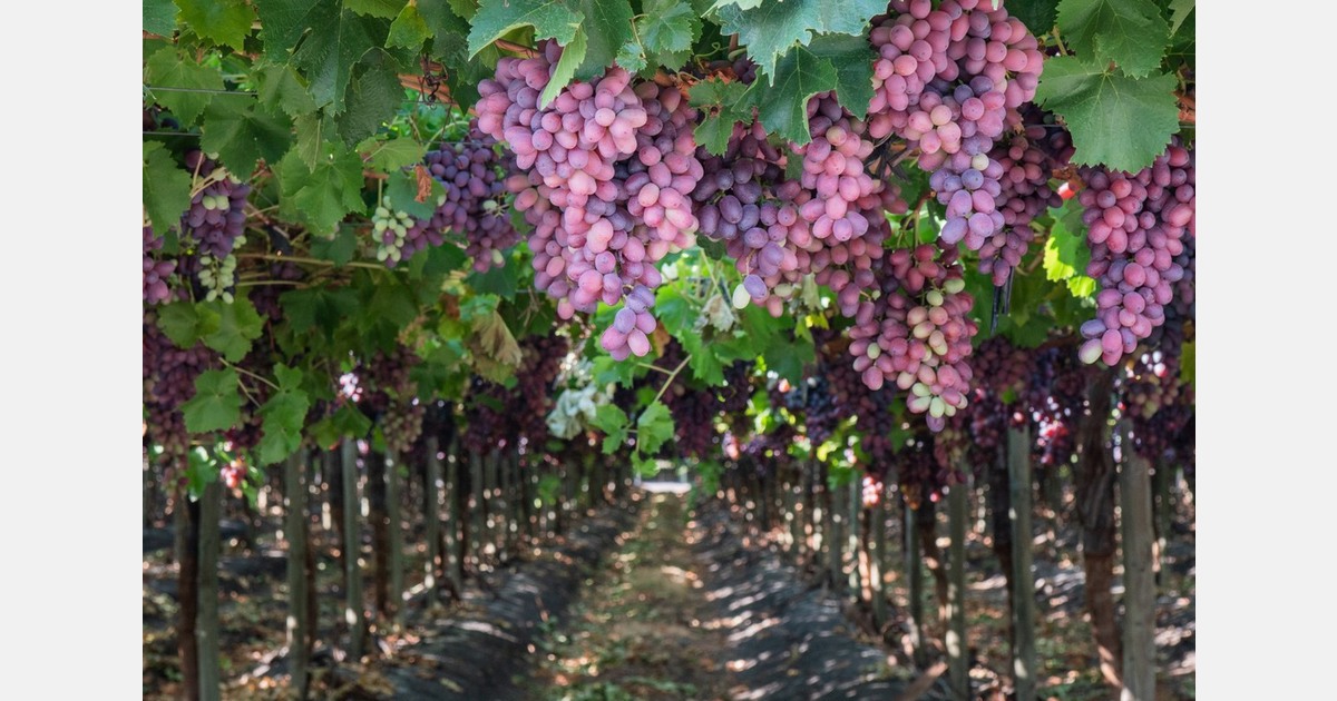 North American grape importers seek US approval of Systems Approach
