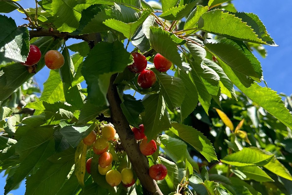 Rain impacts early cherry harvest in central Chile